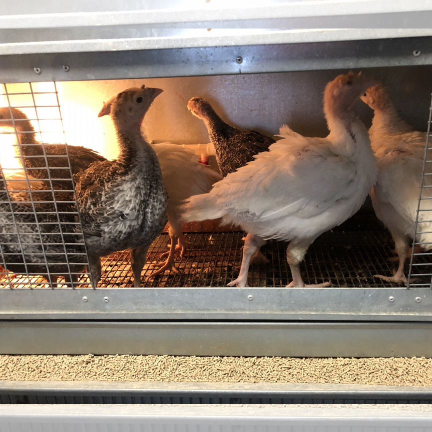 Индюшата бш 41 день