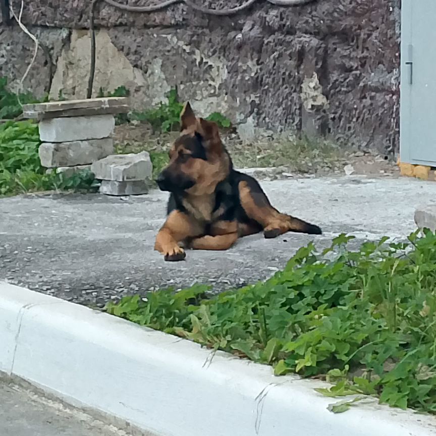 Найдена собака