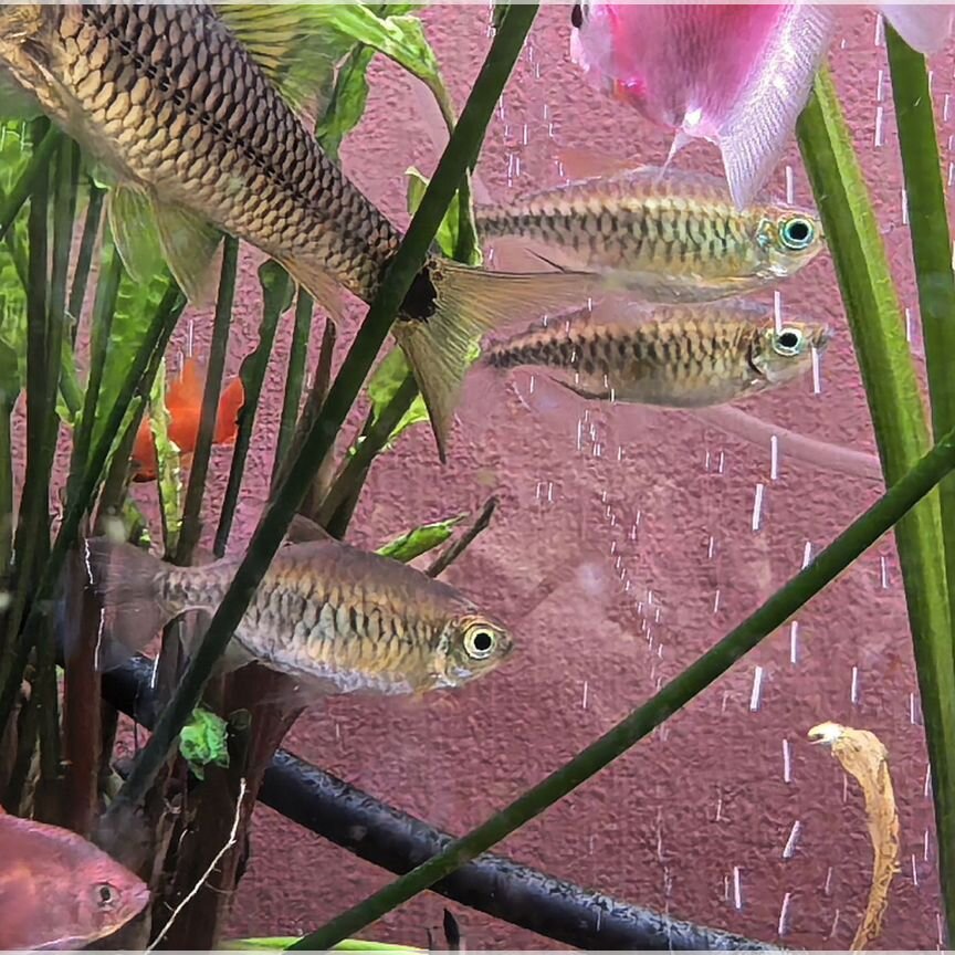 Тетра конго