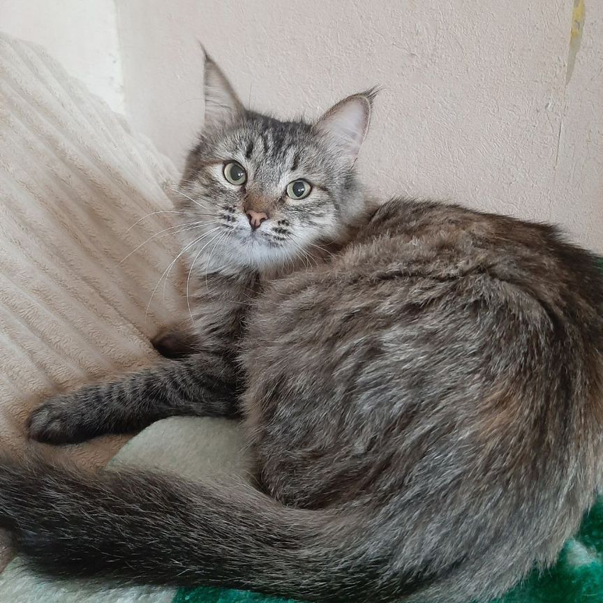 Кошечка ищет дом