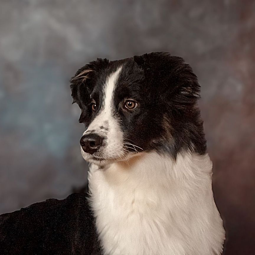 Щенок австралийской овчарки