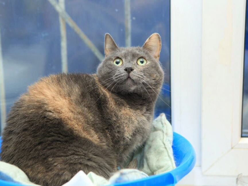 Кошка дымчатая,ласковая кошка, кошка из приюта