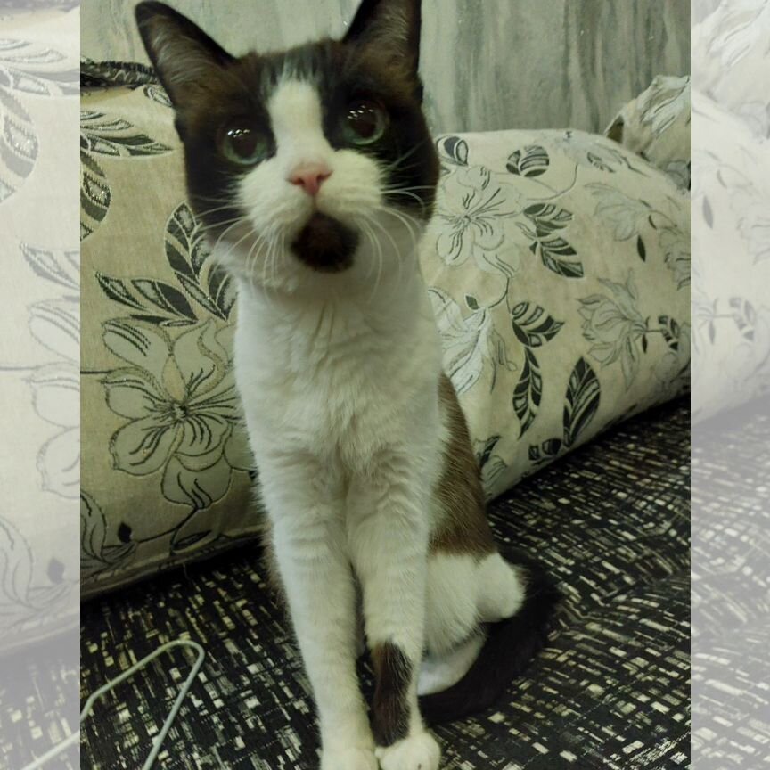 Взрослая кошка в добрые руки