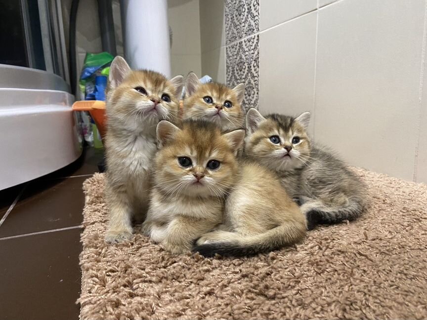 Британские котята золотая шиншилла