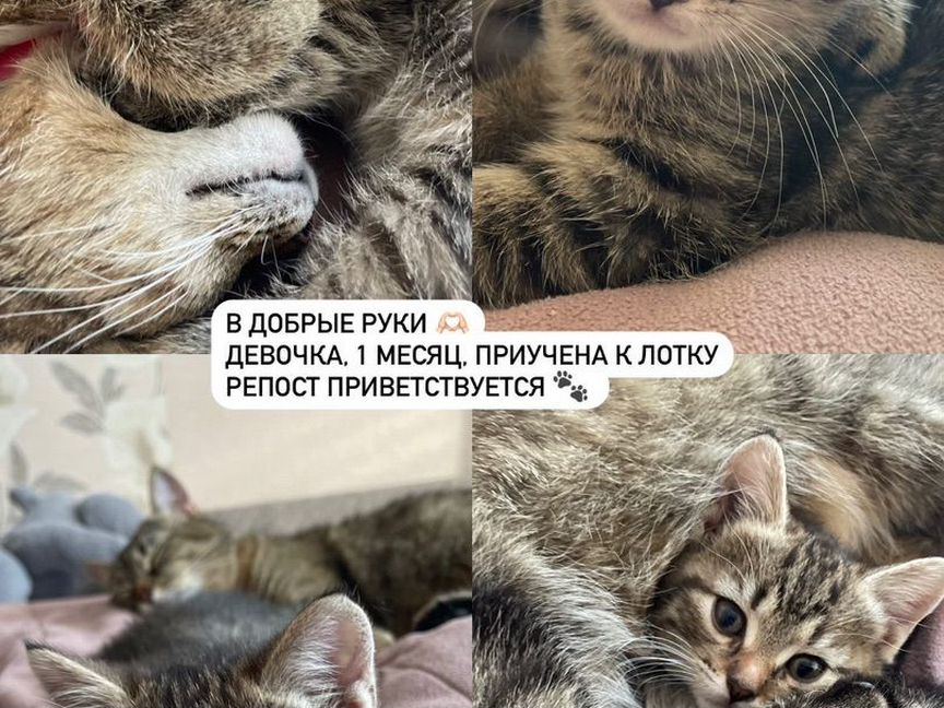 Котёнок в добрые руки