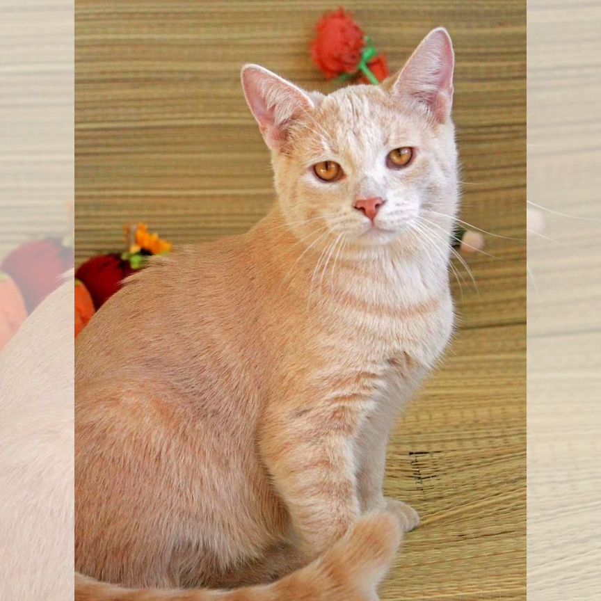 Взрослый кот в добрые руки