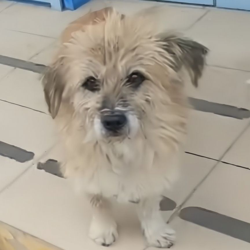 Взрослый пёс в добрые руки