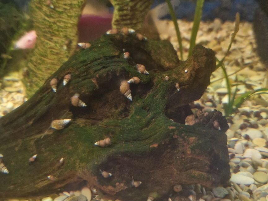 Улитки аквариумные