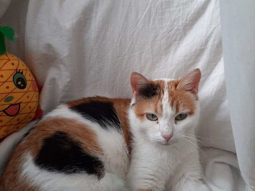 Кошечка приют