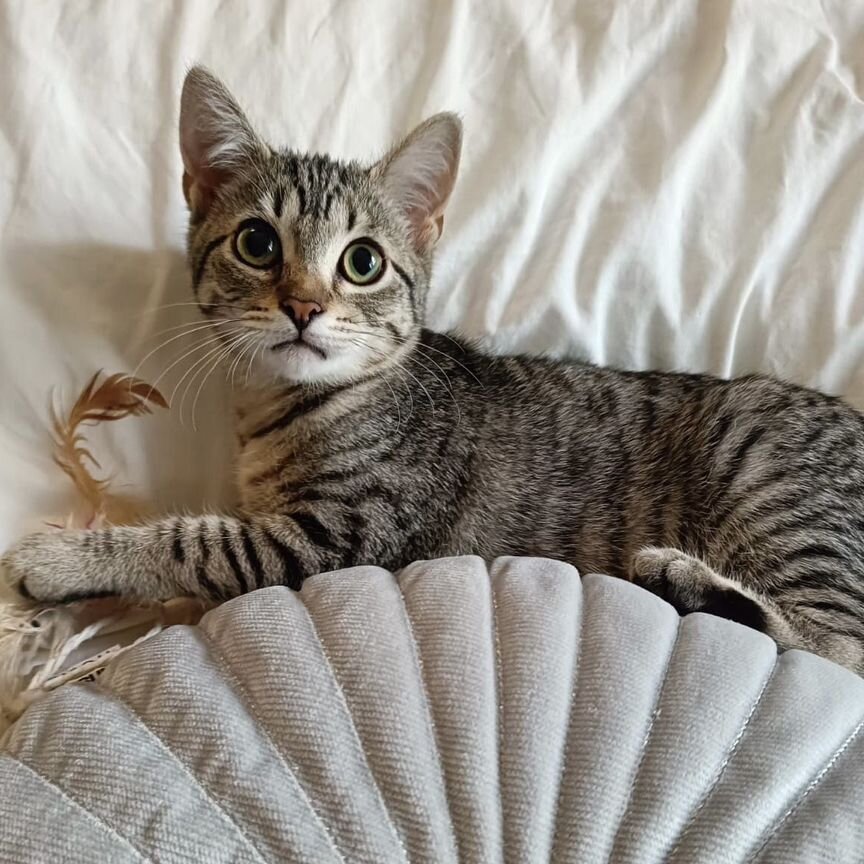 Очень ласковая Молли ищет дом