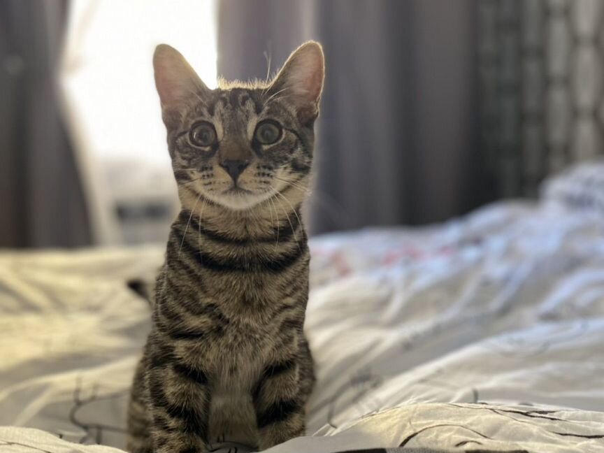 Котенок полосатик диванный лентяй