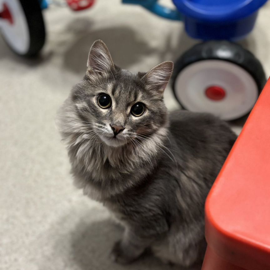 Отдам котика в добрые руки