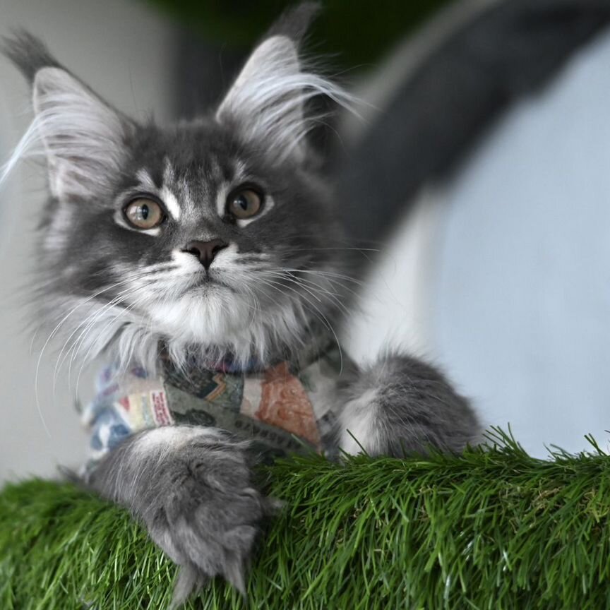 Мейн-кун котёнок