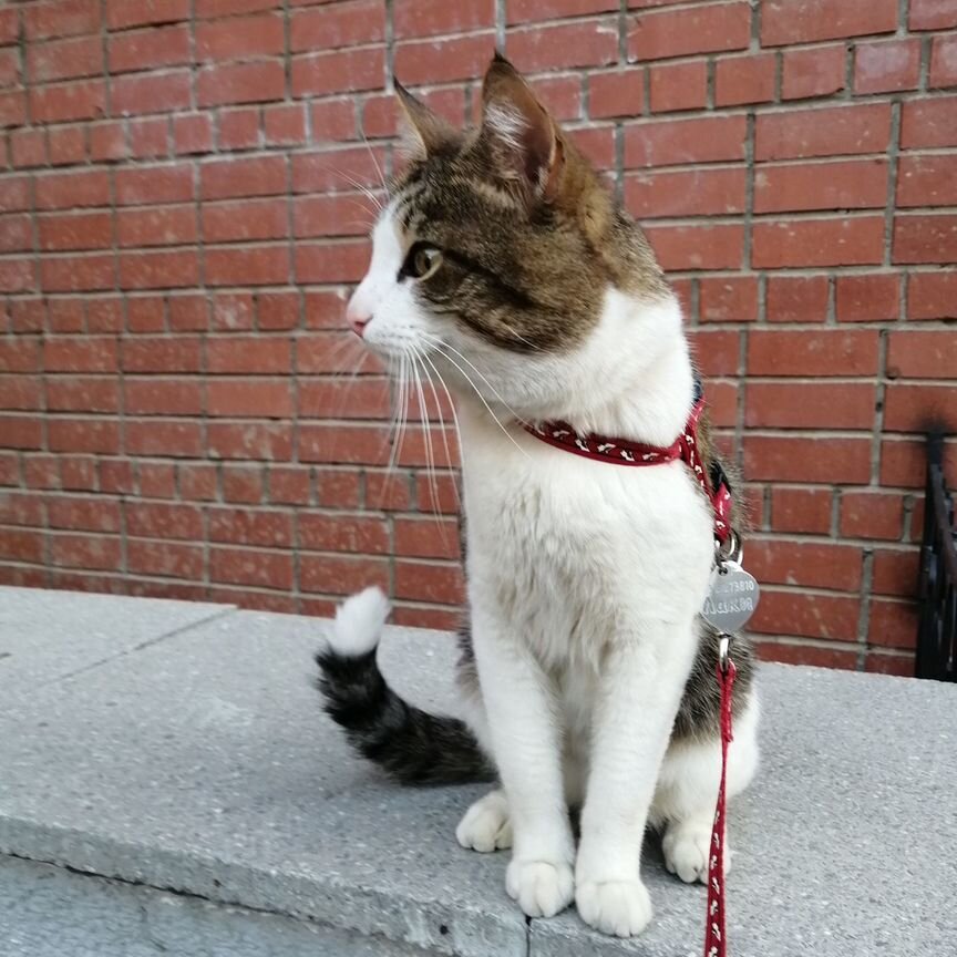 Кот 8 лет в дом