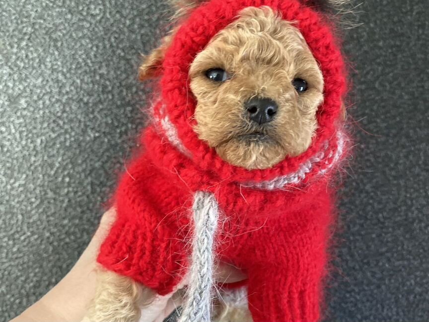 Пышечка мальтипу