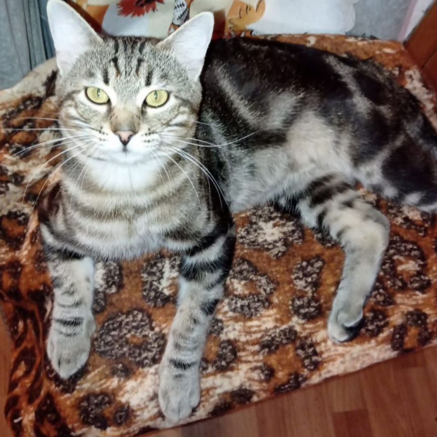 Подарю кота
