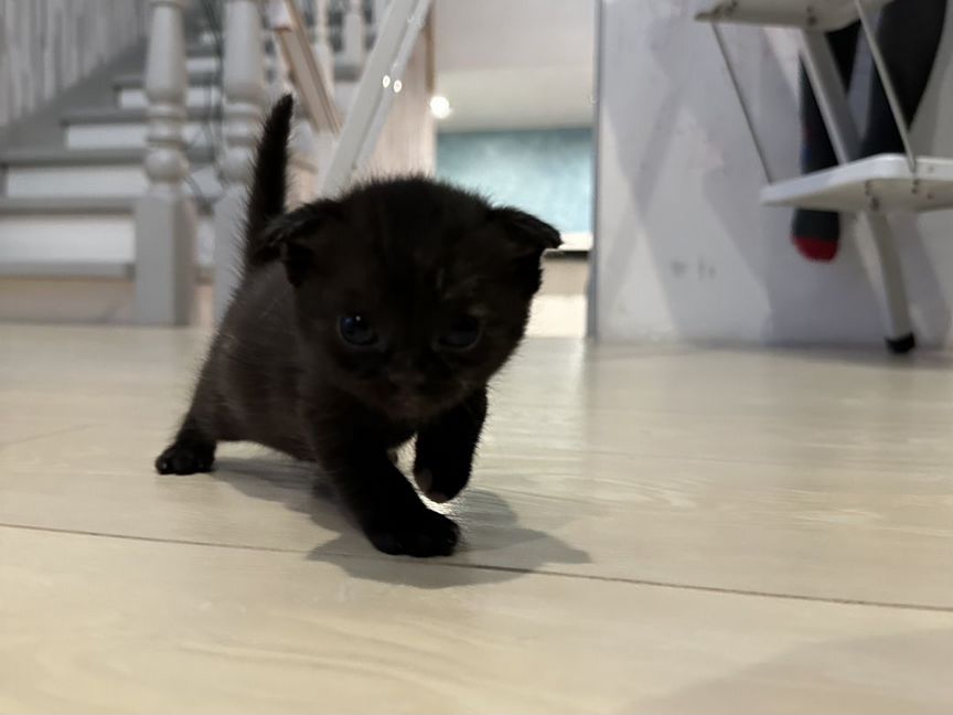 Британские вислоухие котята