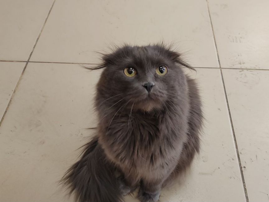 Кошка в дар бесплатно