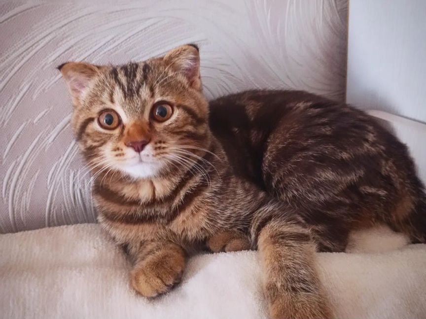 Котёнок Шотландец прямоухий