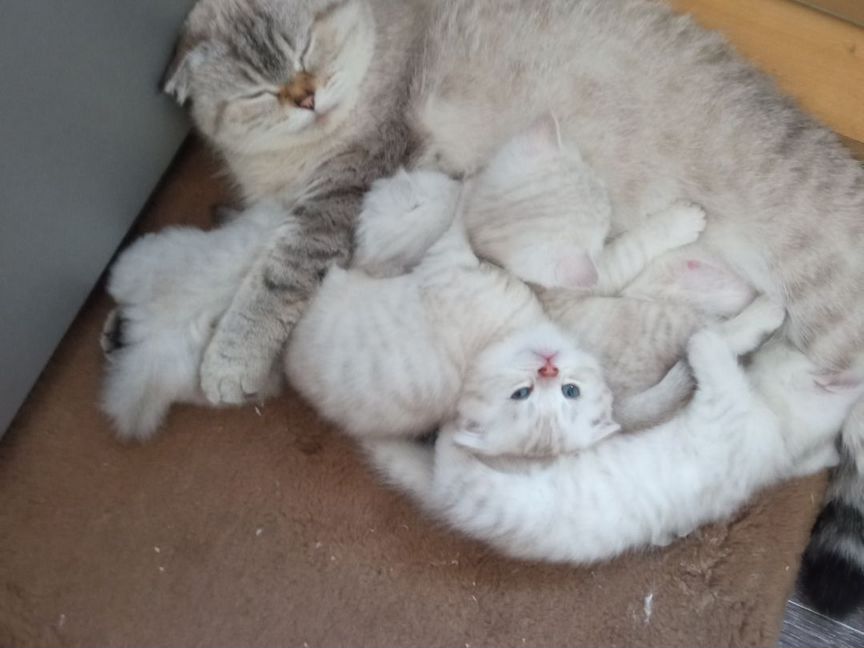 Котята шотландские серебро, вислоухие