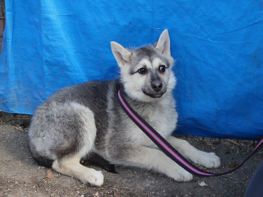 Щенки растут за решеткой приюта