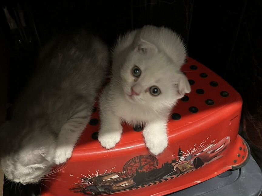Вислоухий котик