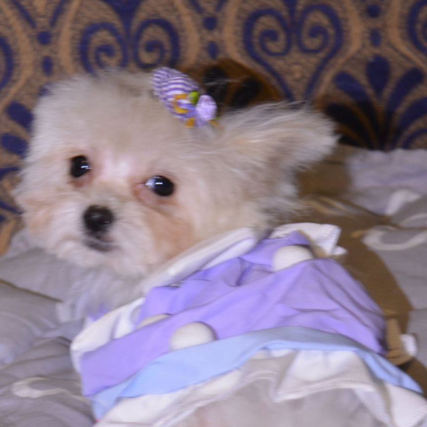 Мальтипу, щенок