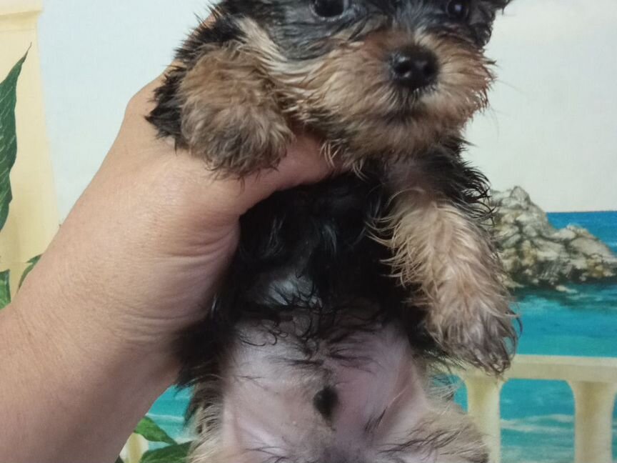 Йоркширский терьер мини