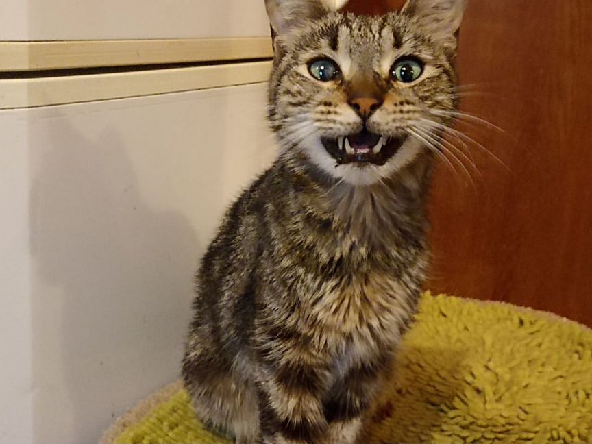 Густав, чеширский кот
