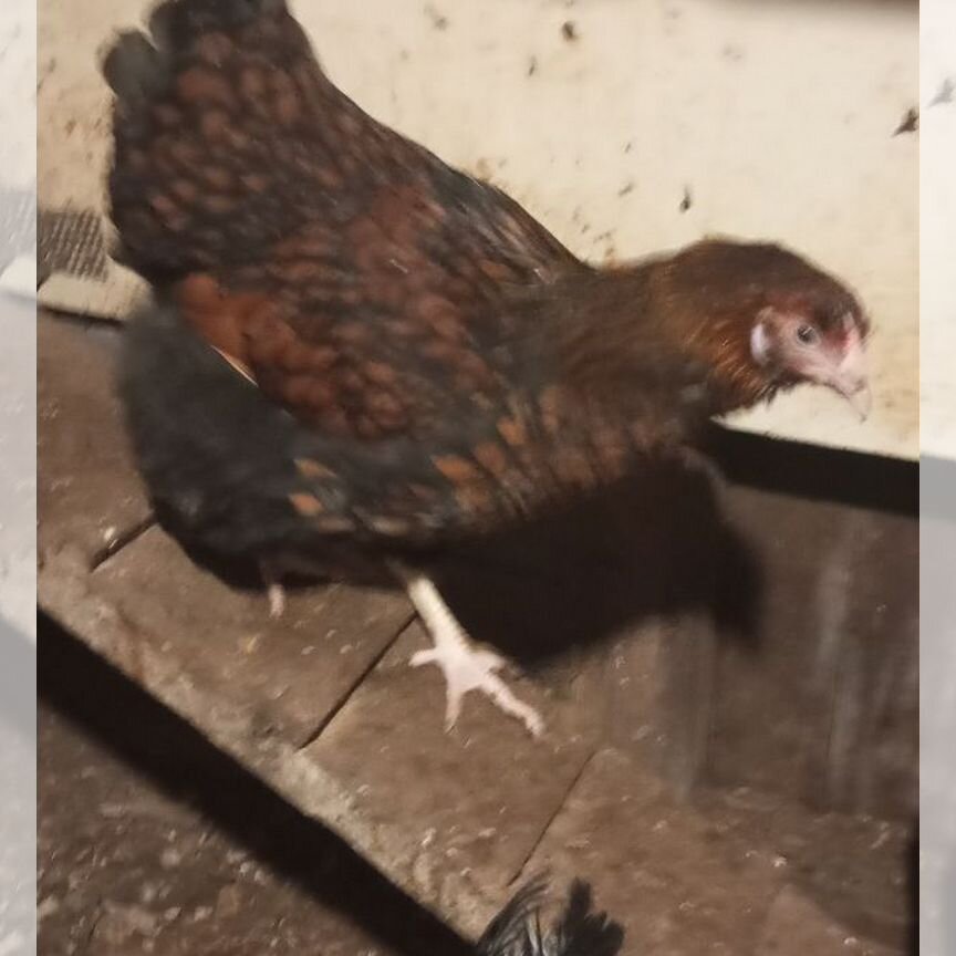 Курочки молодки 3 1