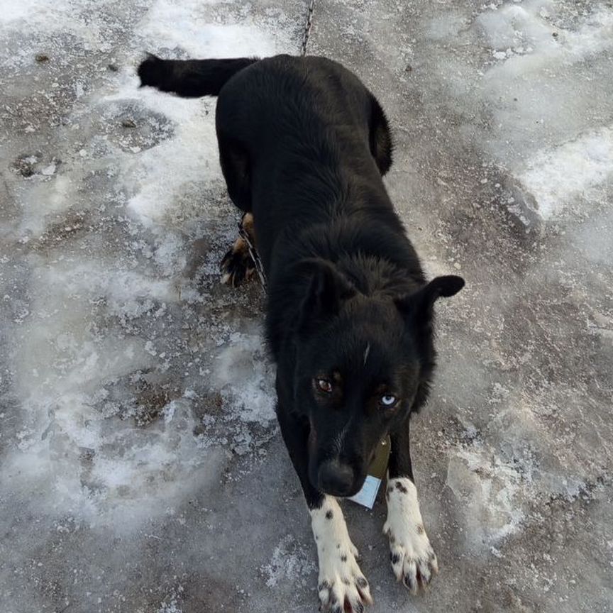 Взрослая собака в добрые руки