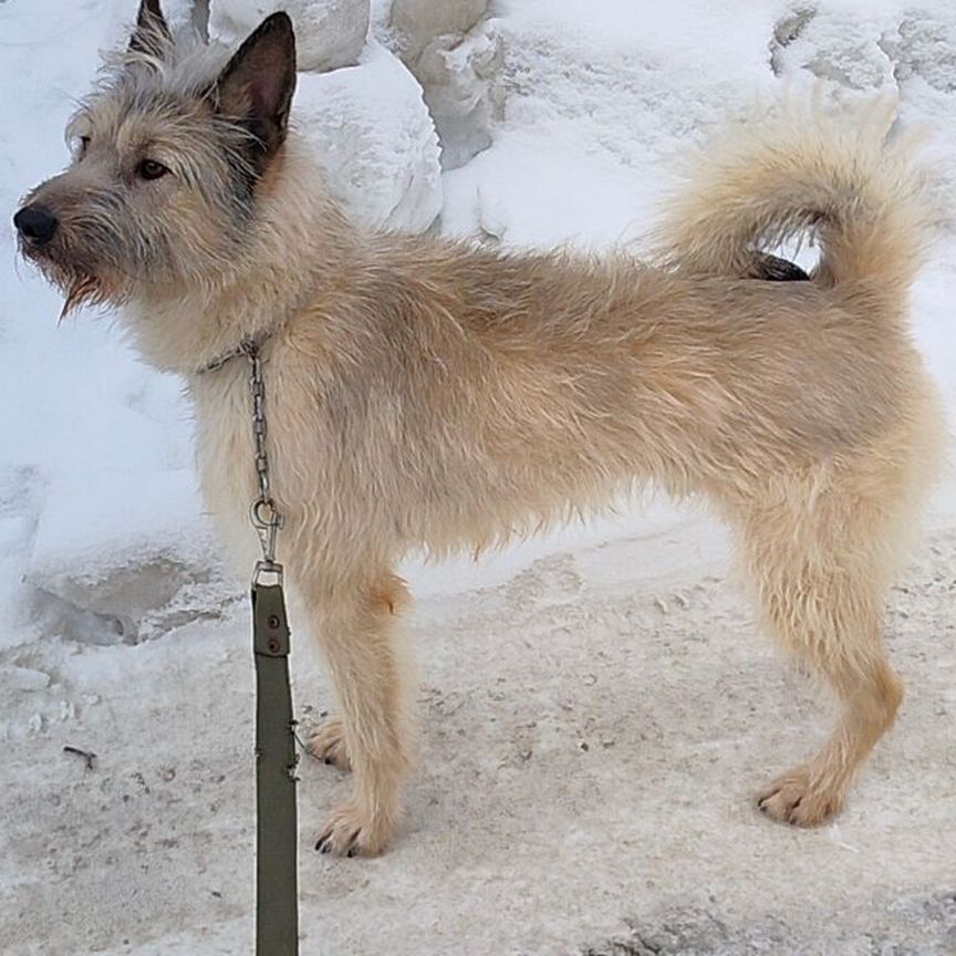 Взрослый пёс в добрые руки