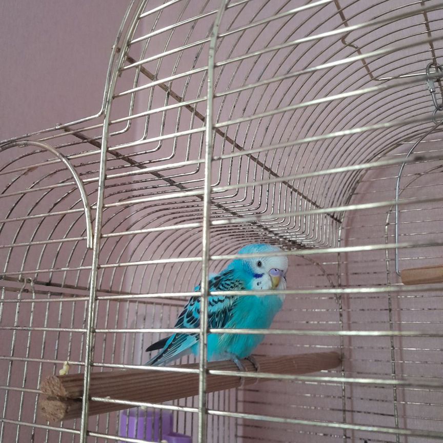 Волнистый попугай мальчик