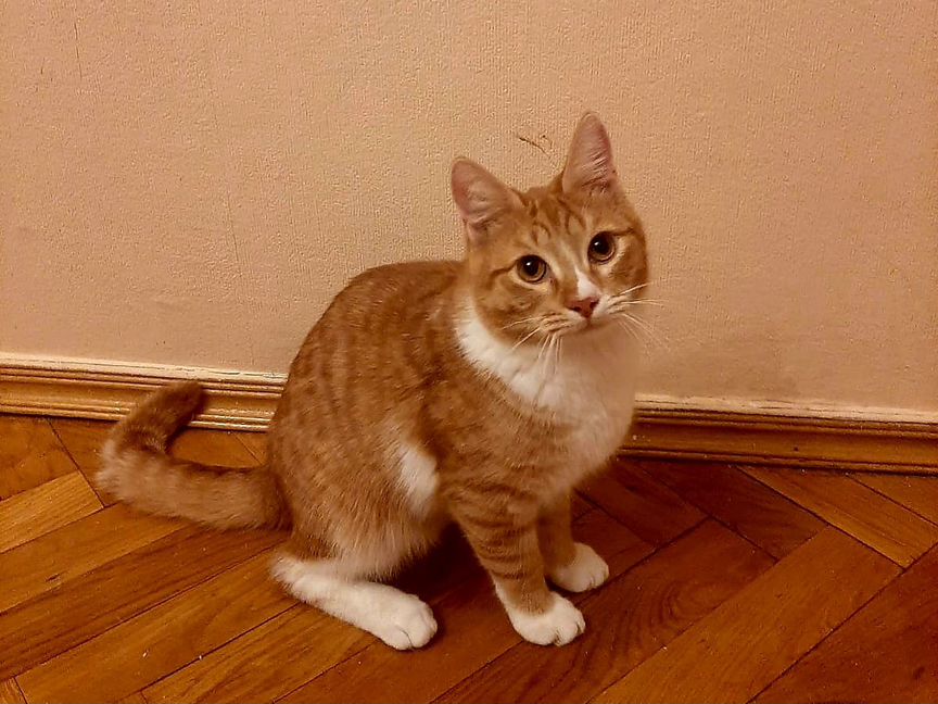 Молодой котик Рыжик ищет дом