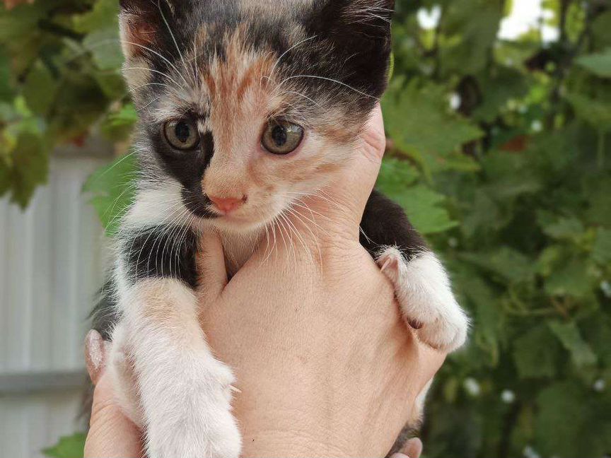 Трехцветный котенок принесет вам счастье
