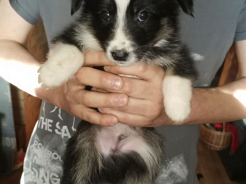 Собаки щенки