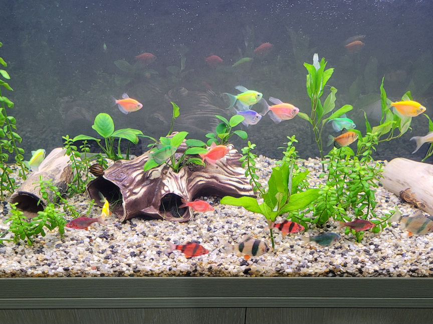 Аквариумные рыбки