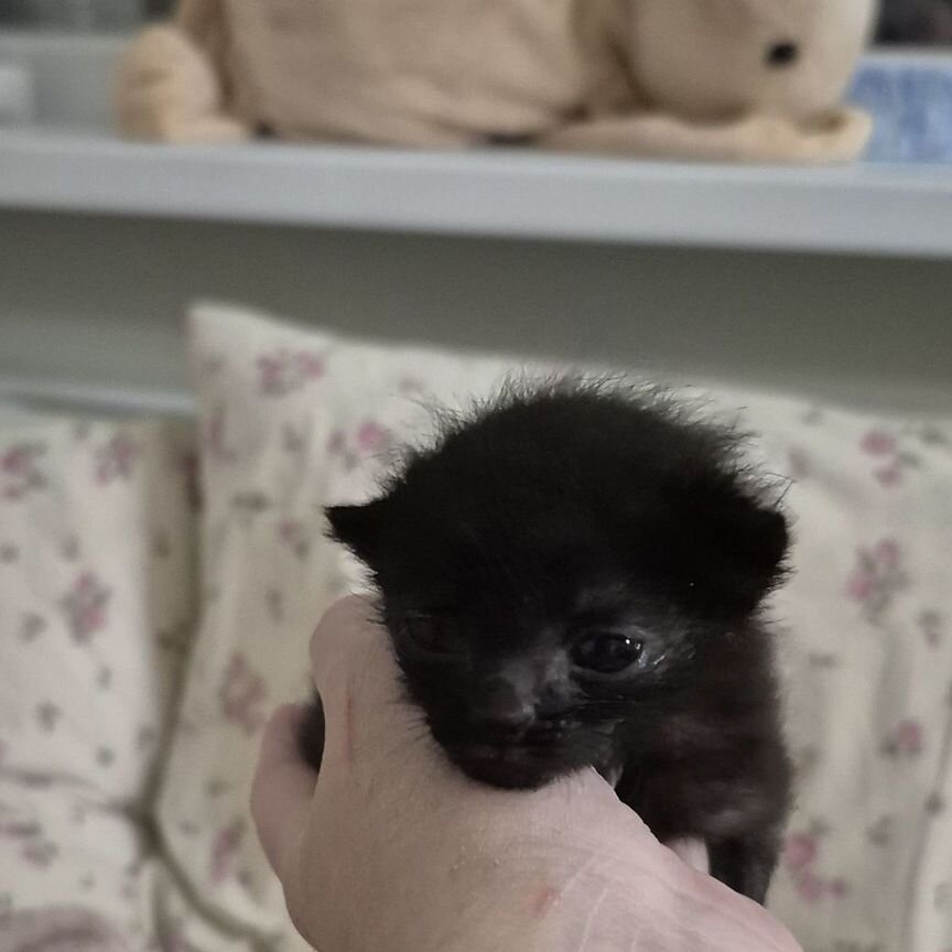 Котёнок в добрые руки
