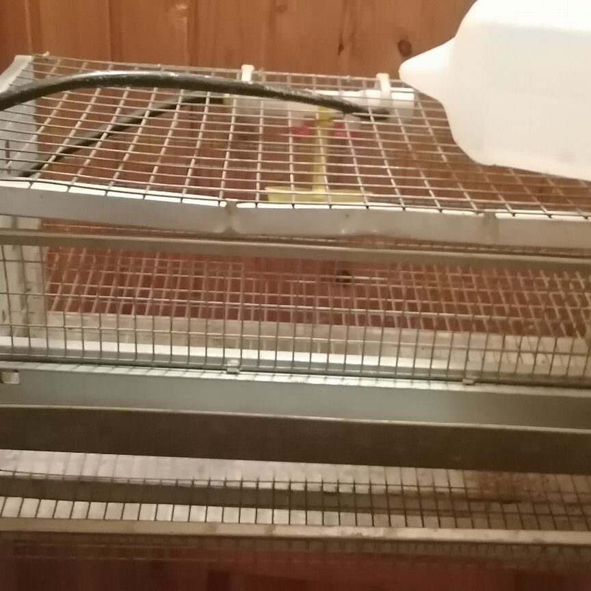 Продам клетку для перепелов и цыплят