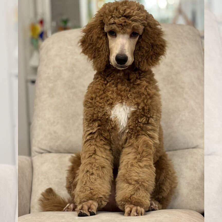 Большой королевский пудель, щенок