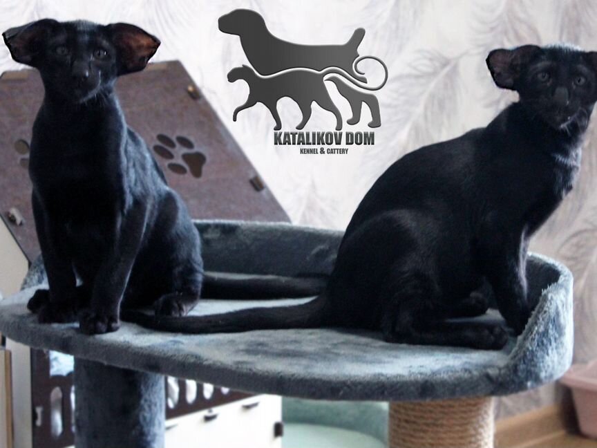 Ориентальные котята экстрим