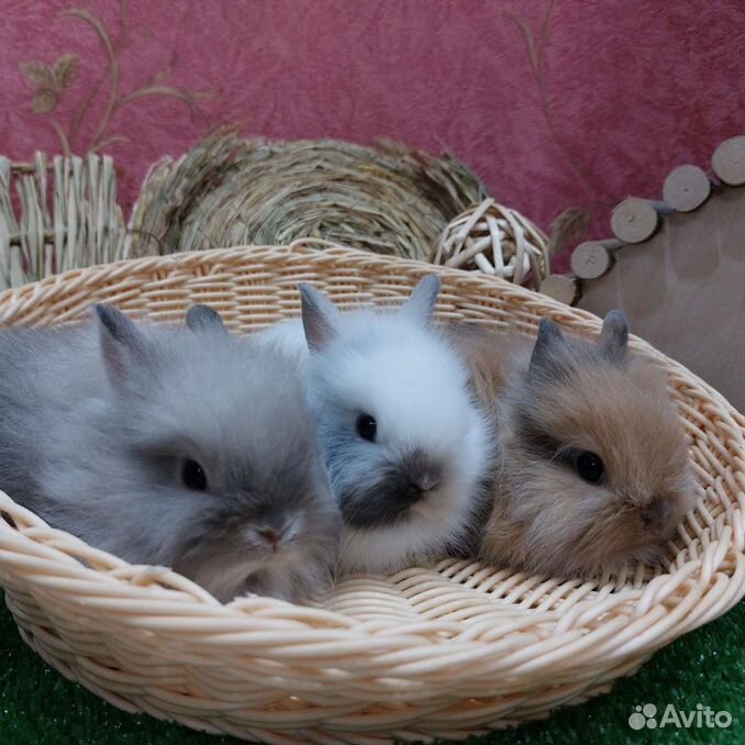 Декоративные карликовые кролики мини