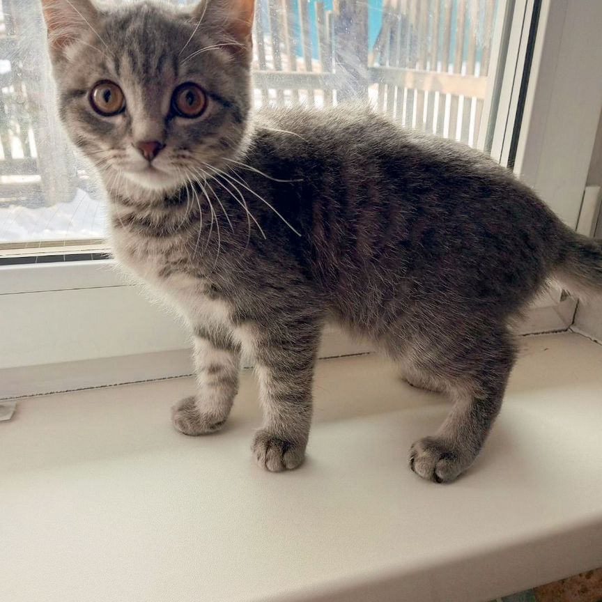 Отдам шотландского котенка