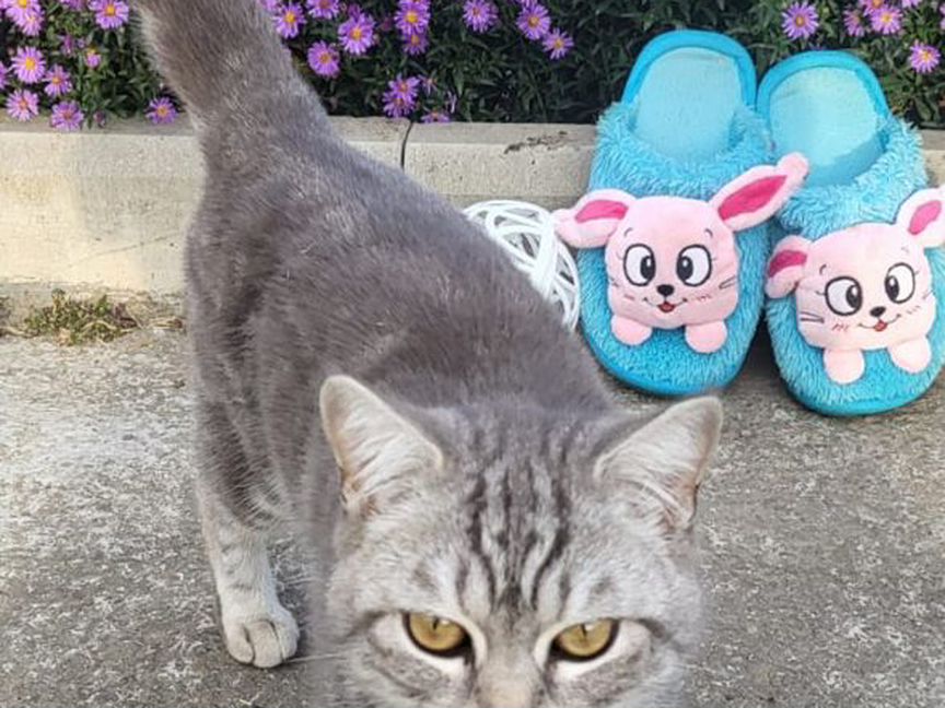 Котёнок бесплатно в хорошие руки