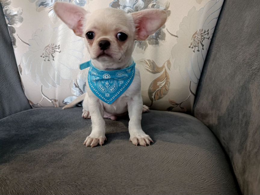 Красавчик кремовый