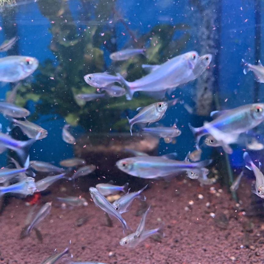 Боелка Фредкоха