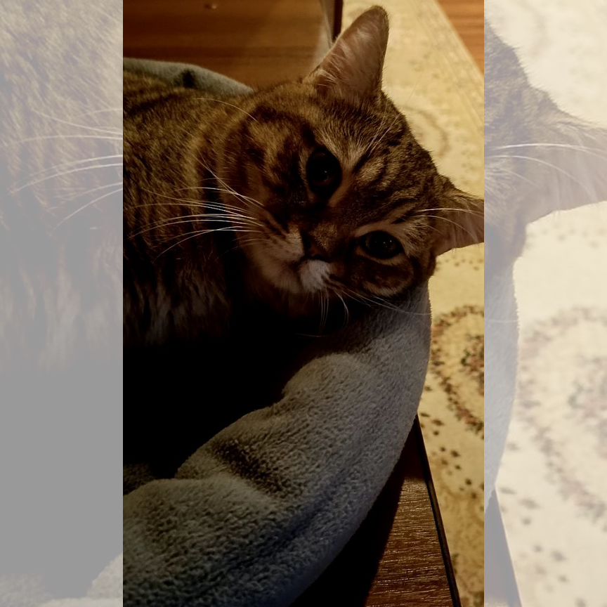 Котята в добрые руки бесплатно