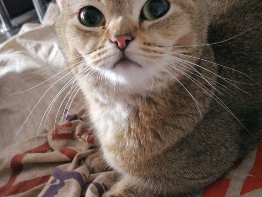 Скотиш страйт вязка