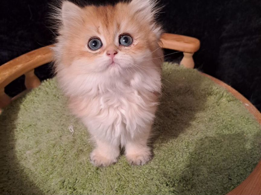 Британская золотая шиншилла длинношерстная