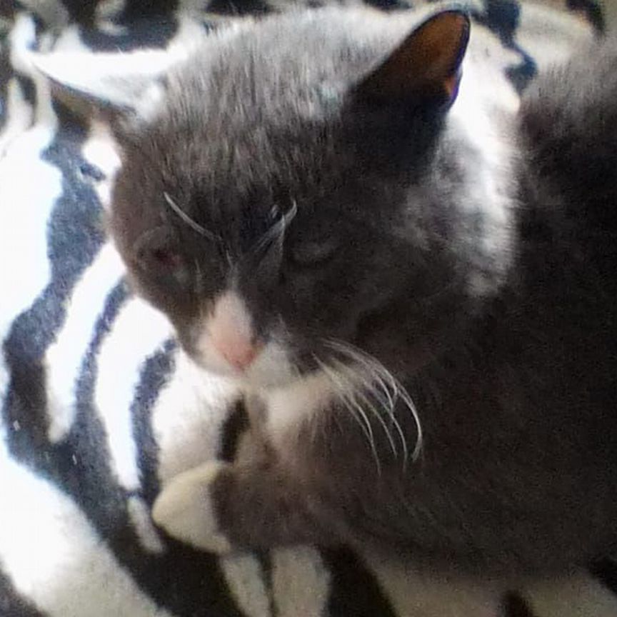 Взрослый кот в добрые руки